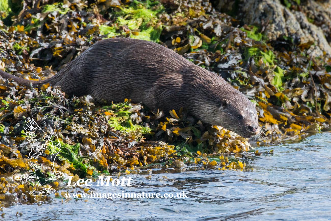 Lee Mott Photography