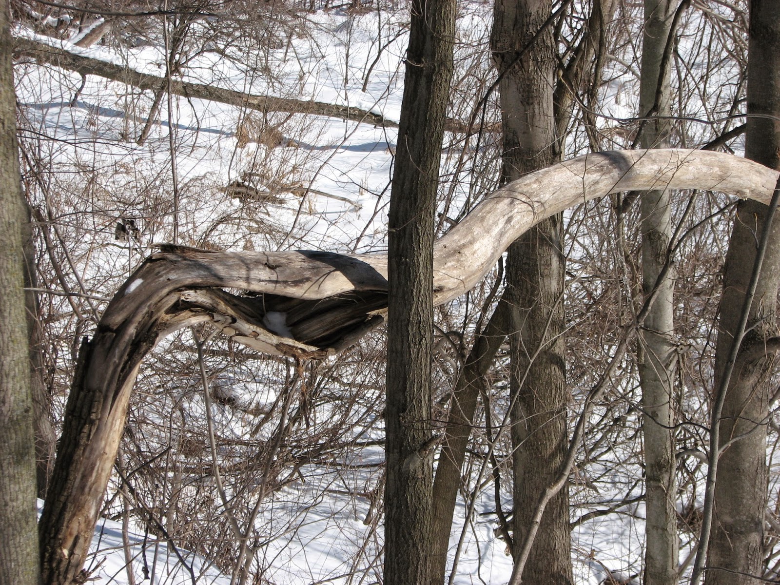 Woodside Natural Area, nature trails-WVPD. (Photos). In search of the ...