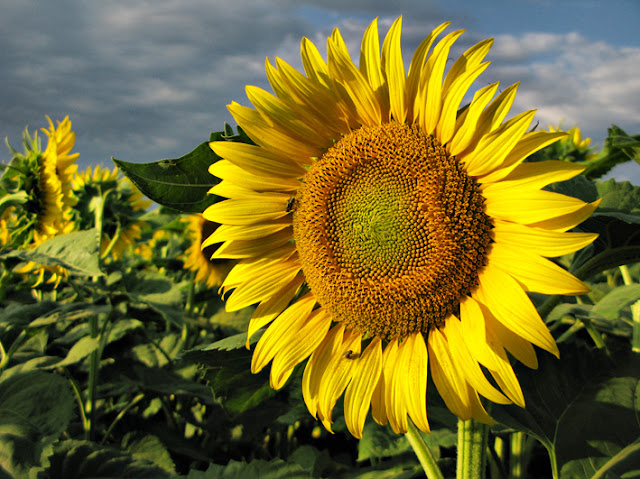 Photographis: My Wish For You