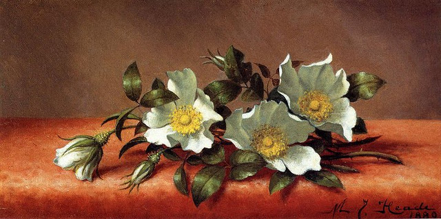 Maher Art Gallery: Martin Johnson Heade 1819-1904