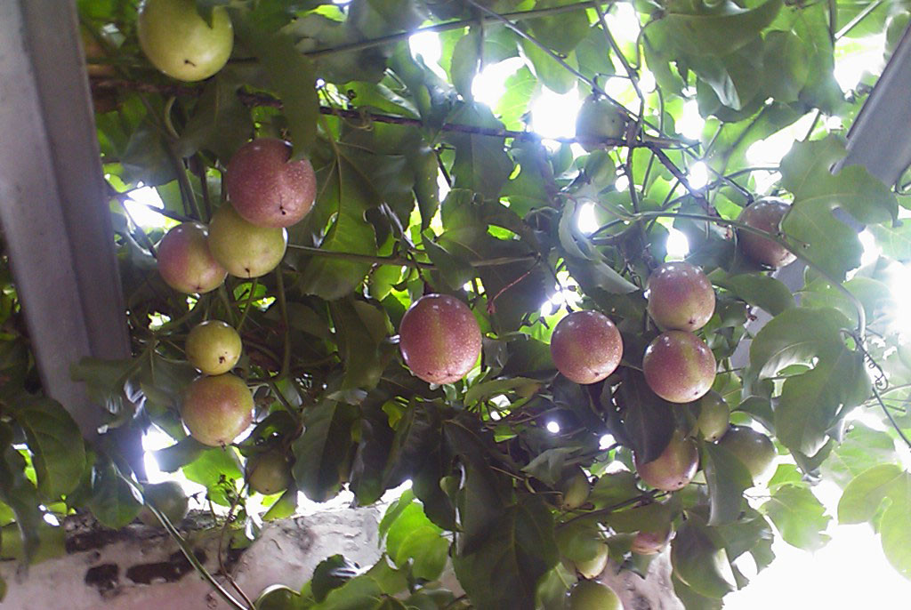 EKOGEO: TANAMAN PERTANIAN BUAH-BUAHAN DI INDONESIA (BAGIAN 4)