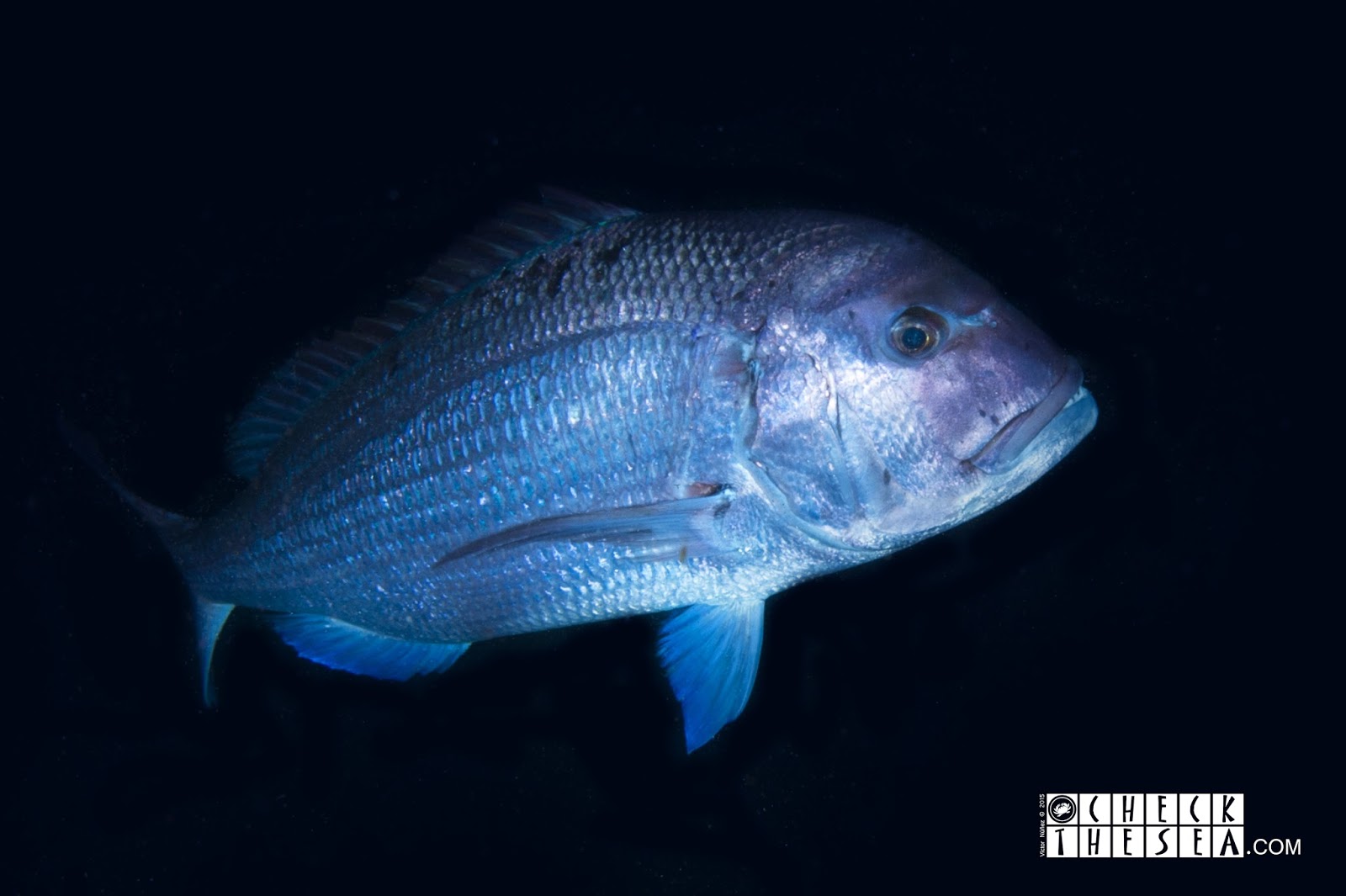 Check the Sea. Web de buceo y fotografía submarina de las Islas ...