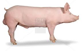 PORTAFOLIO DE CERDOS