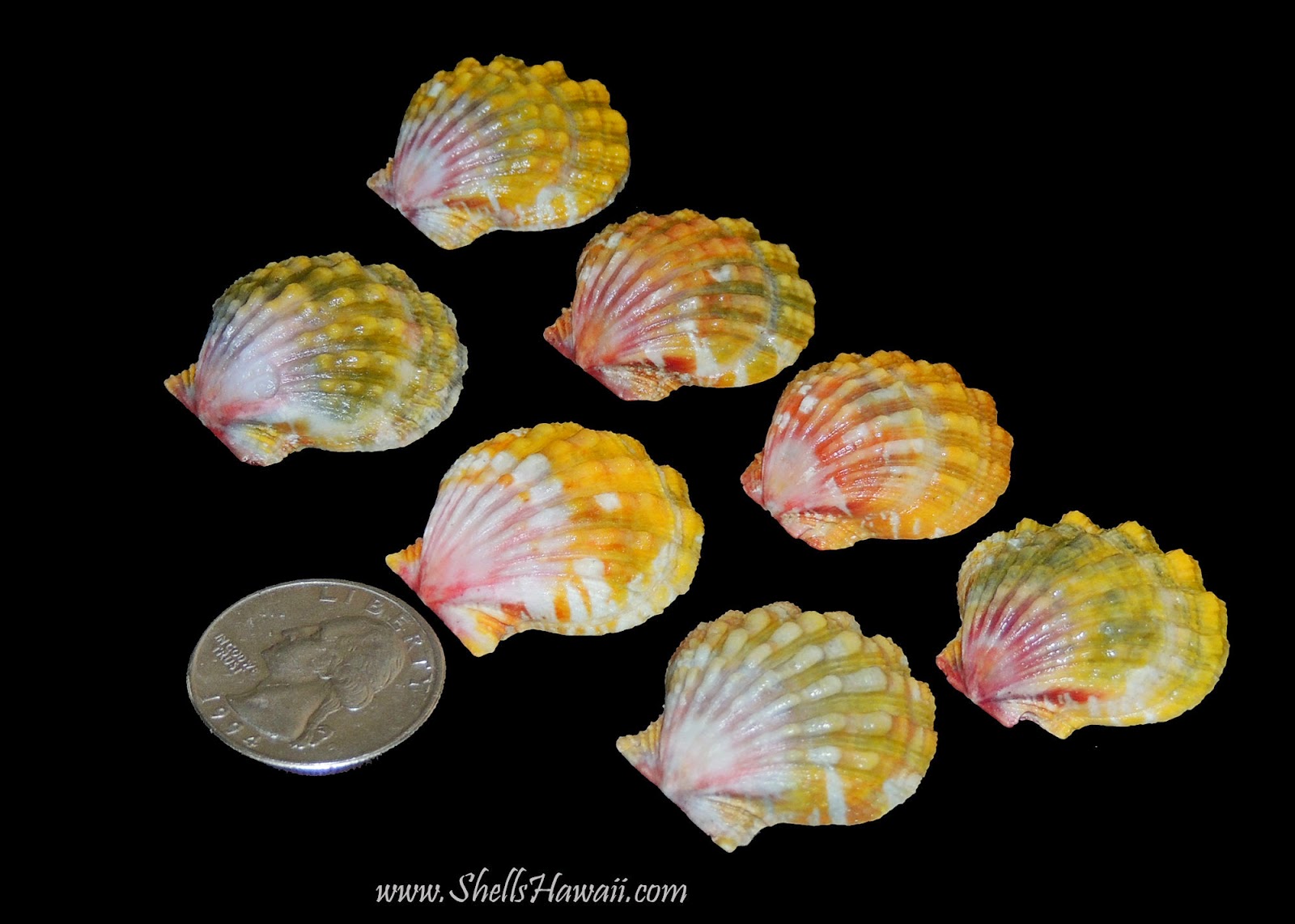 ShellsHawaii ...by Janjira: Hawaiian Sunrise shells / Pecten langfordi