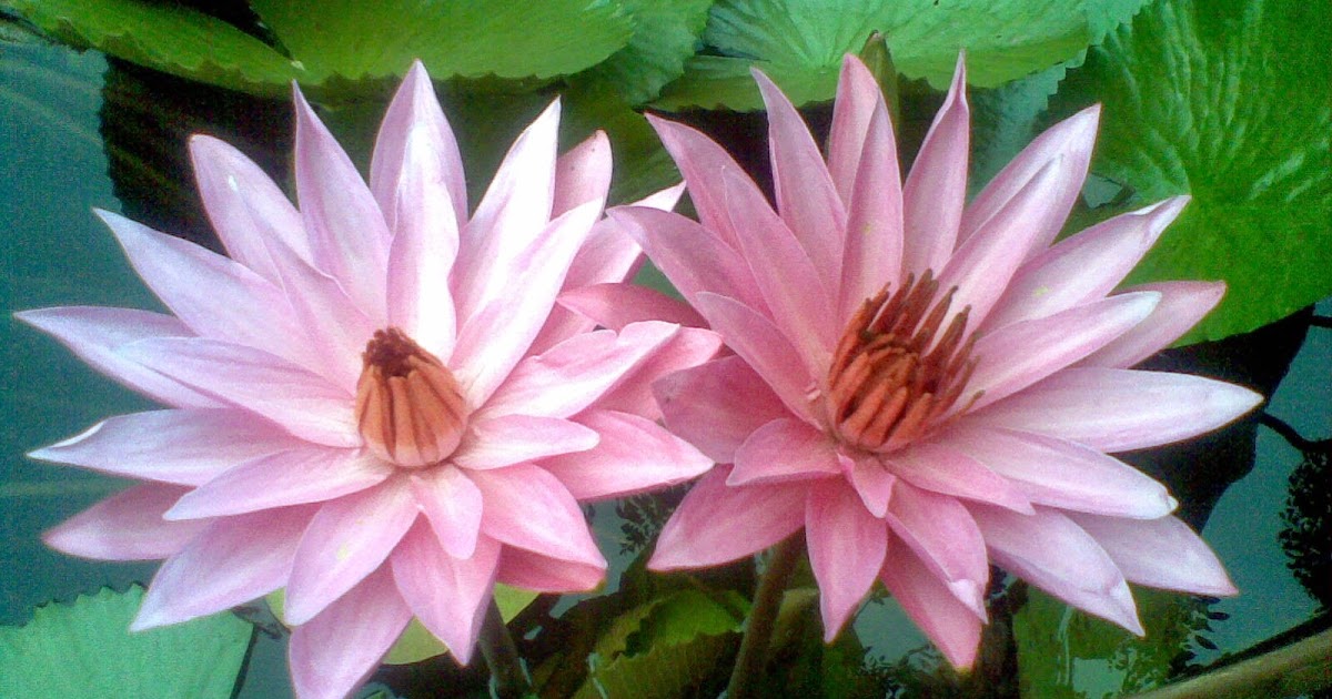 40+ Lukisan Tema Flora, Gambar Lukisan