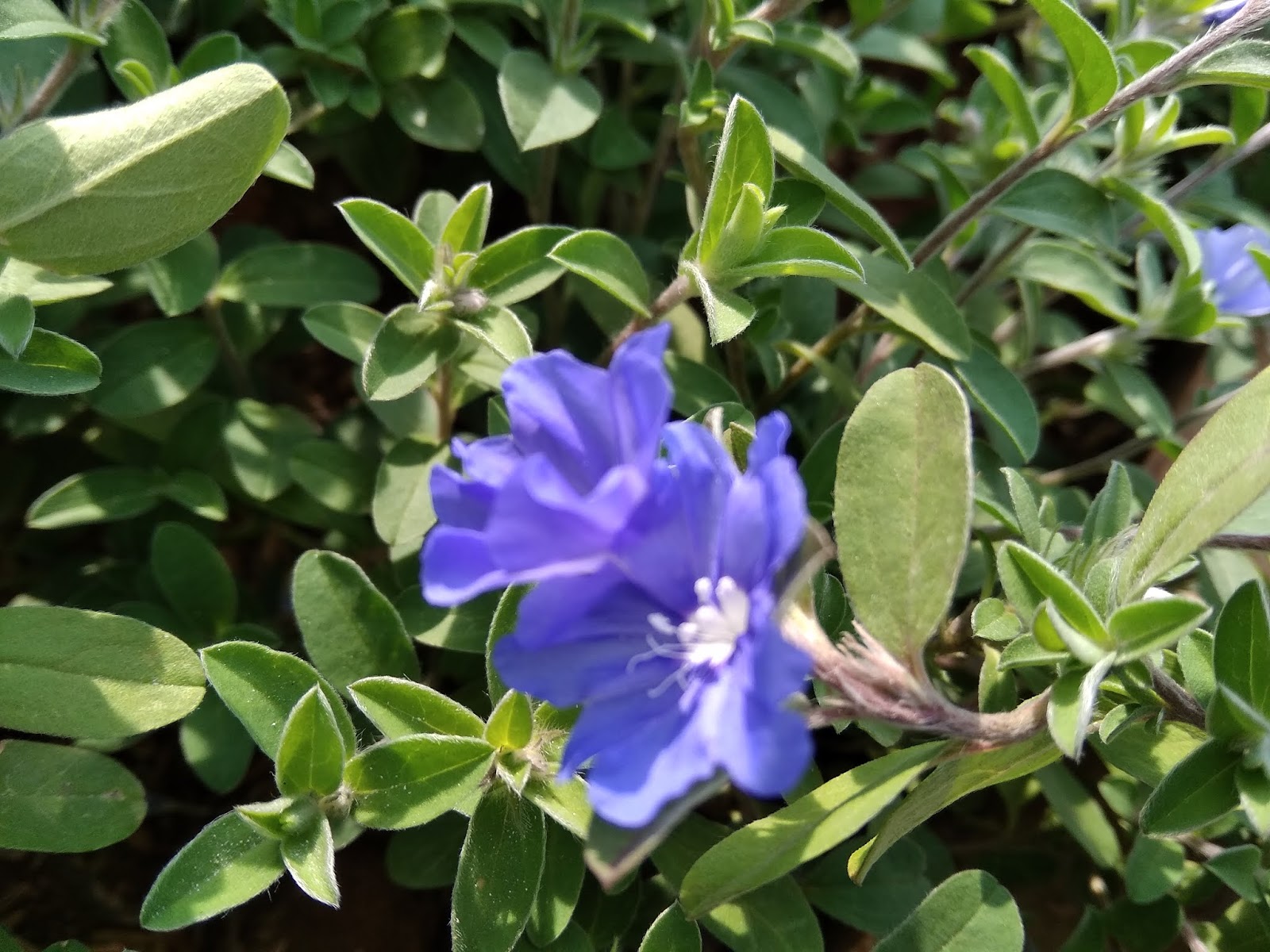 PIET HENDRO: BABY BLUE EYE, PORTULACA, JAMBU JAMAICA