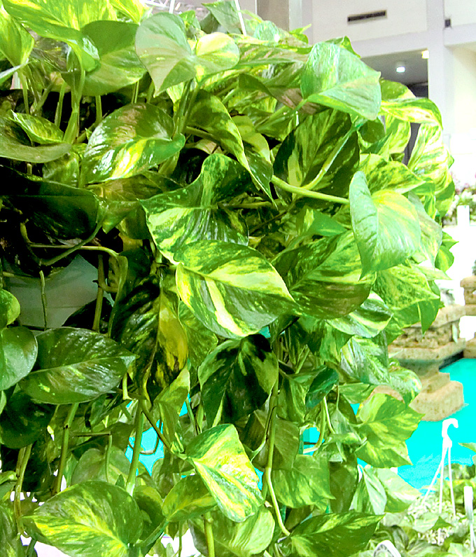 SCINDAPSUS (POTHOS) | TERRARIA