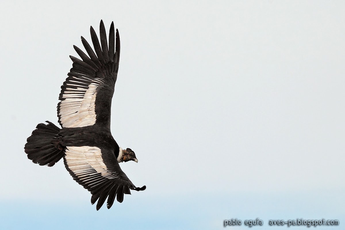 mis fotos de aves: Vultur gryphus Cóndor Andino Andean Condor