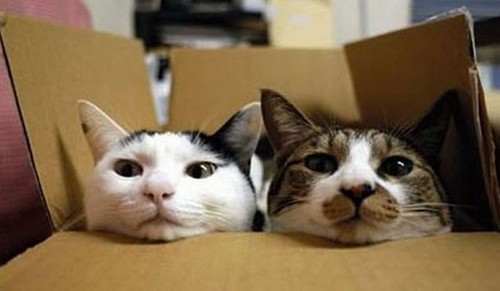 15 Cute Cats in Boxes | Amazing Creatures