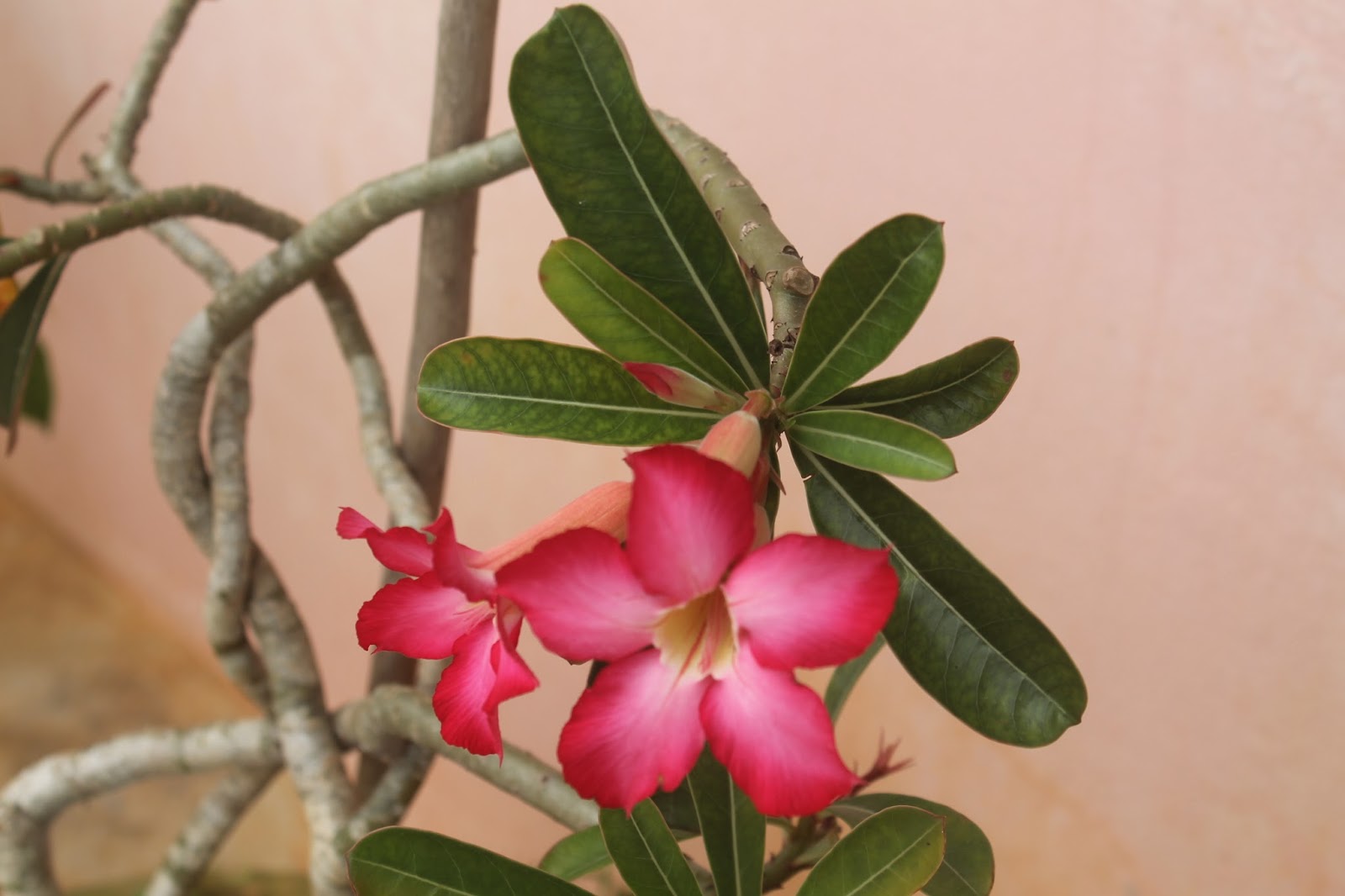 #13 WORDLESS WEDNESDAY - BUNGA,ALUR DAN JALAN - AZLAN RUMADI