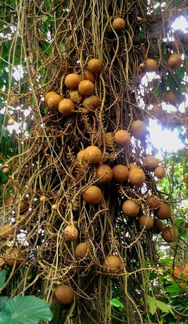 Viveiro Ciprest - Plantas Nativas e Exóticas: Abricó de Macaco ou ...