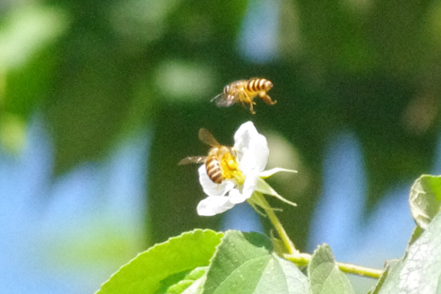 noel autor: The Kerson Fruit (Muntingia Calabura)