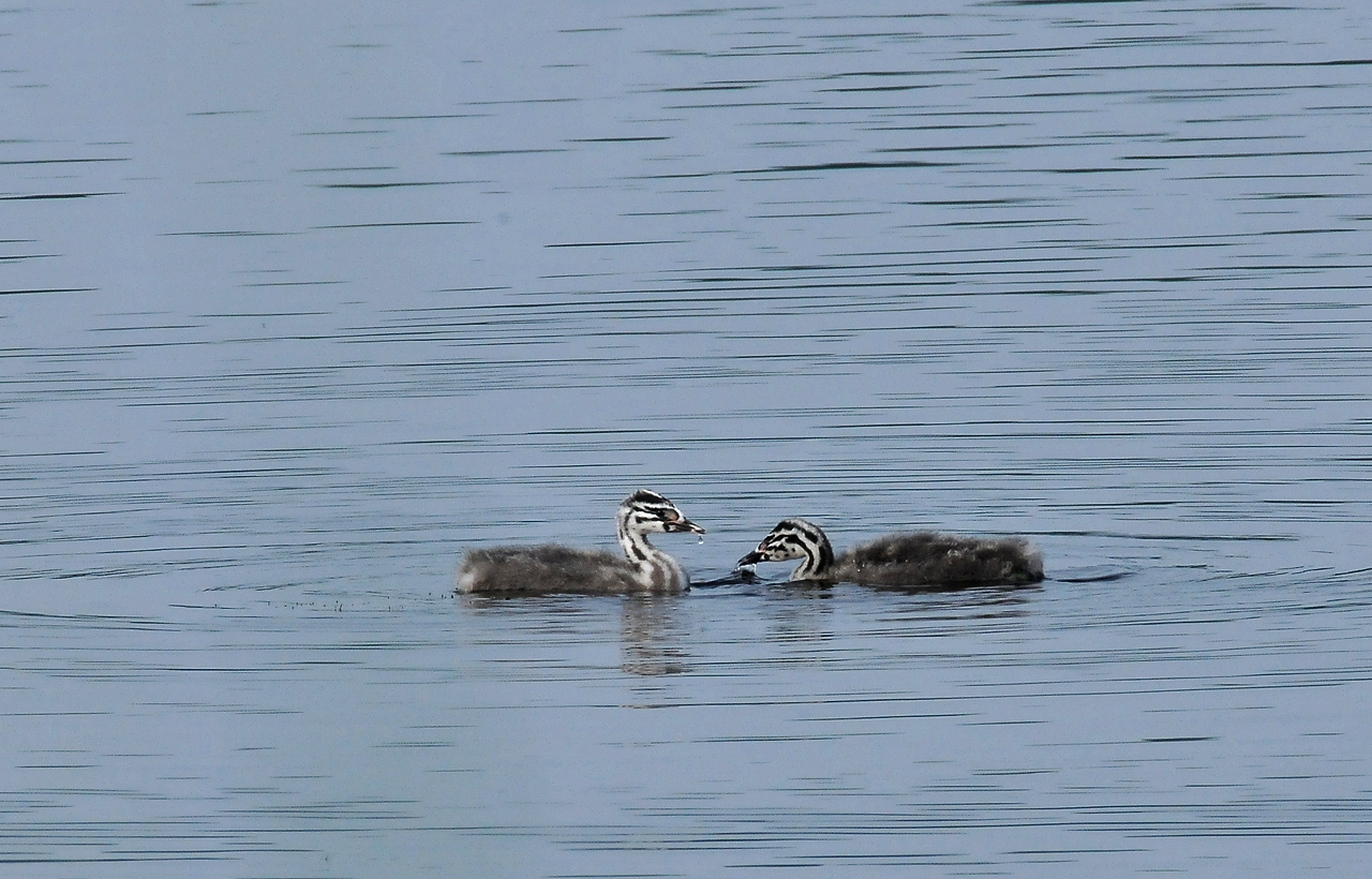 Jozef van der Heijden - Natuurfotografie: De Fuut heeft jonge kuikens