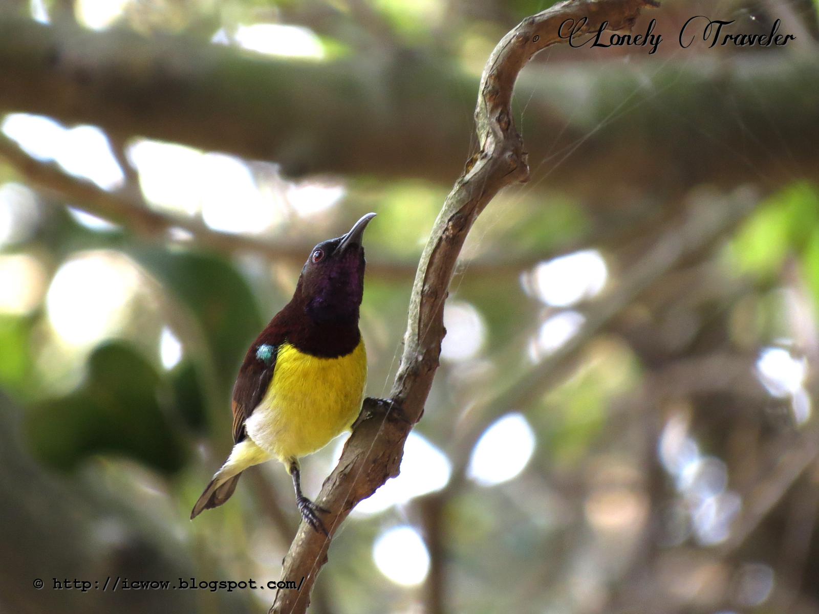 Purple-rumped sunbird - Leptocoma zeylonica