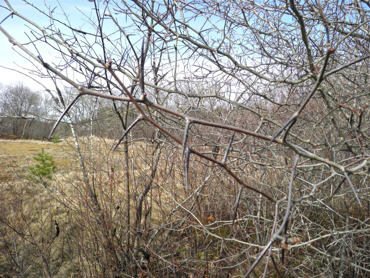 Docaitta Lifestyle: Foraging 35: Pear Hawthorn, and some Uses