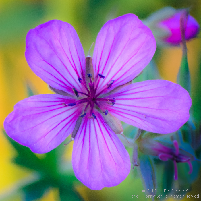 Prairie Wildflowers: Sticky Purple Geranium: Cypress Hills