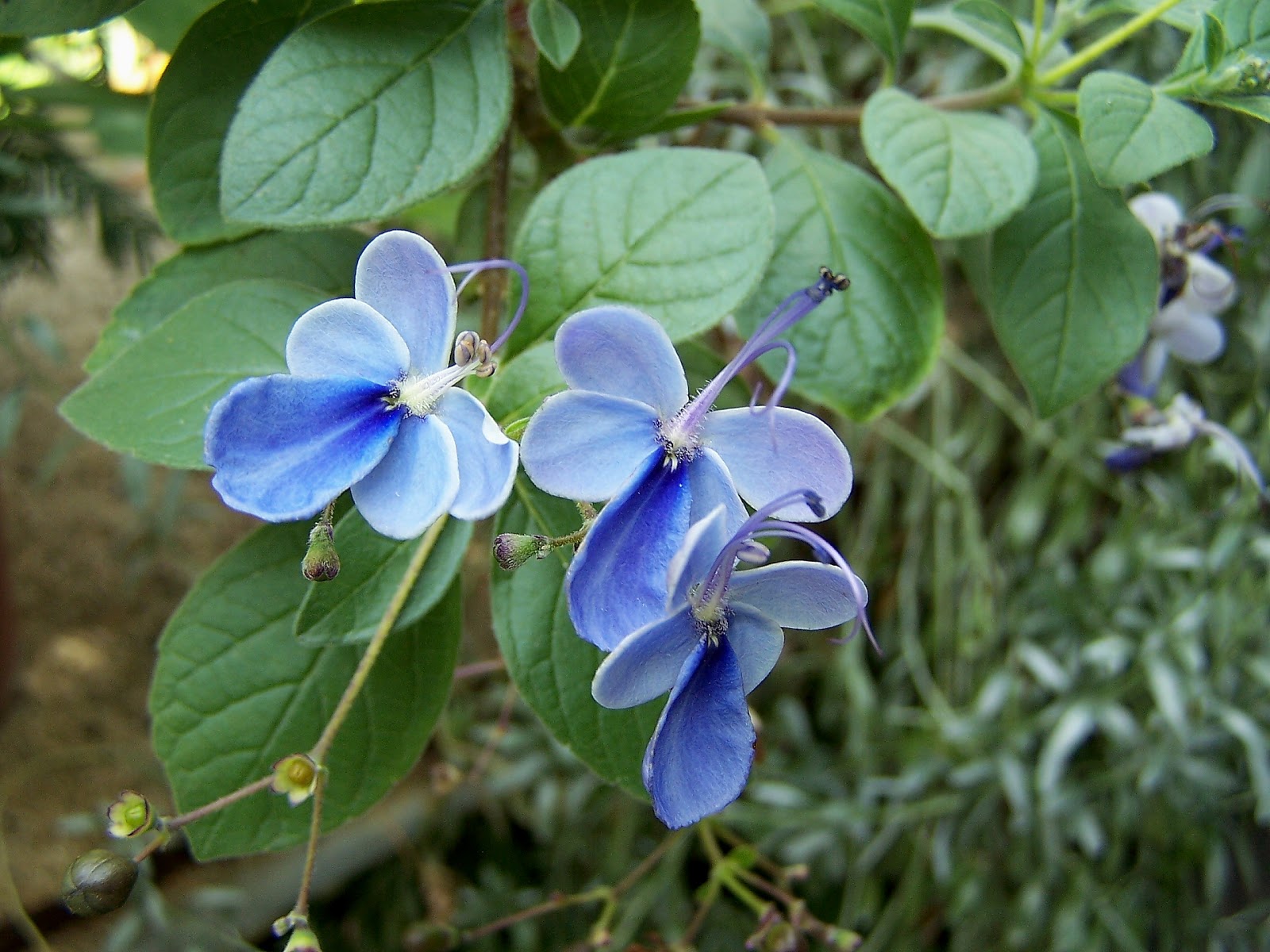 Plant of the Day: Plant of the day is: Rotheca myricoides or blue glory ...