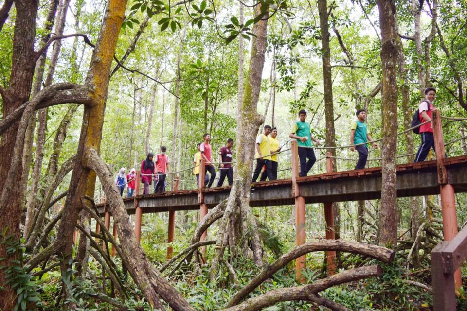 KUALA SEPETANG ECO TOURISM Matang Mangrove Forest Reserve Tour, Bird ...
