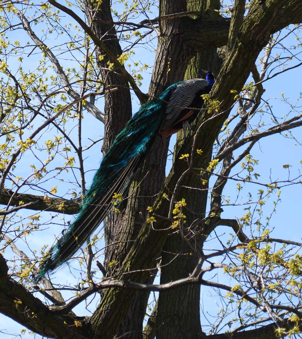 Liudvikos skrynia: Gražiausias paukštis