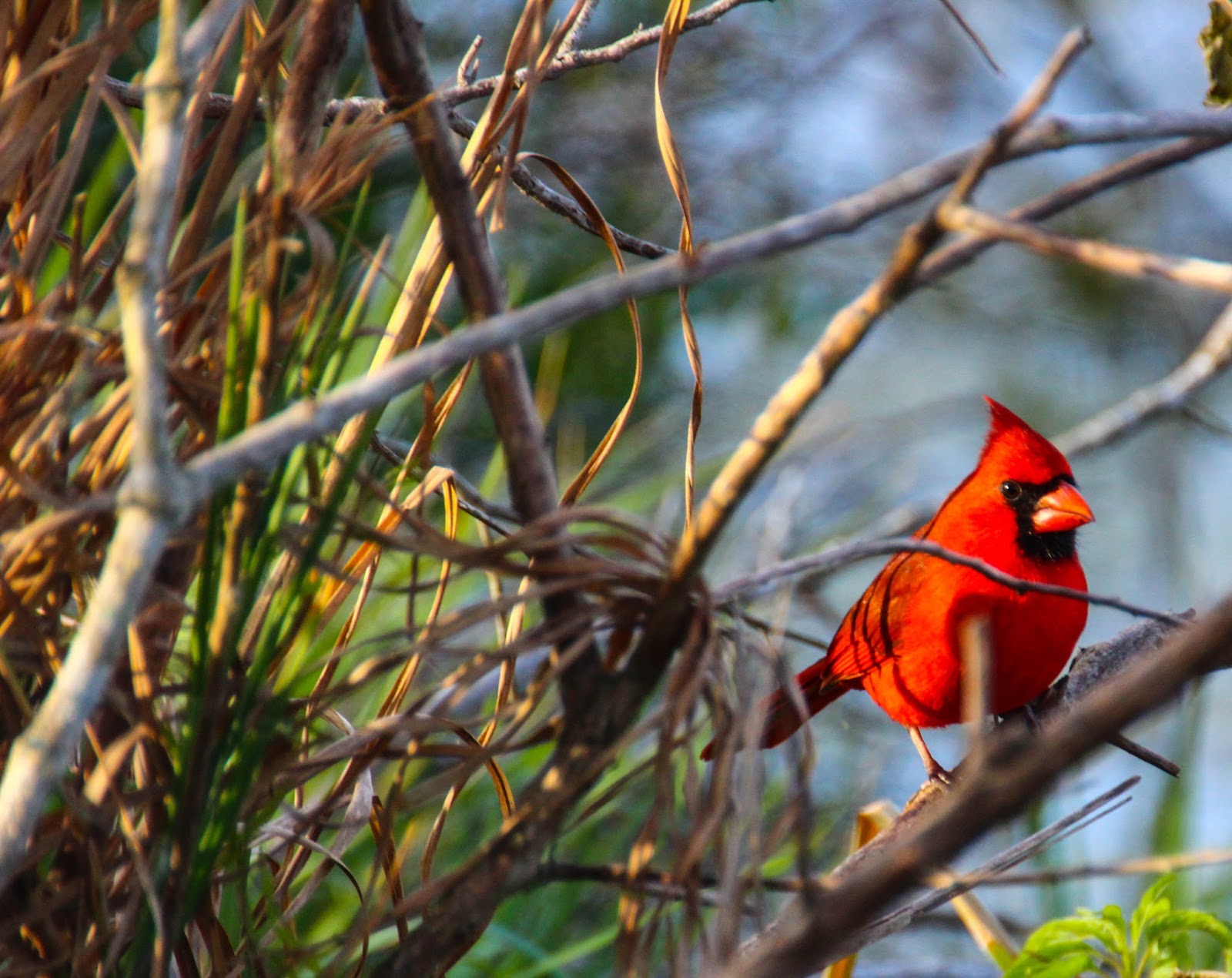 Cannundrums: Florida Cardinal