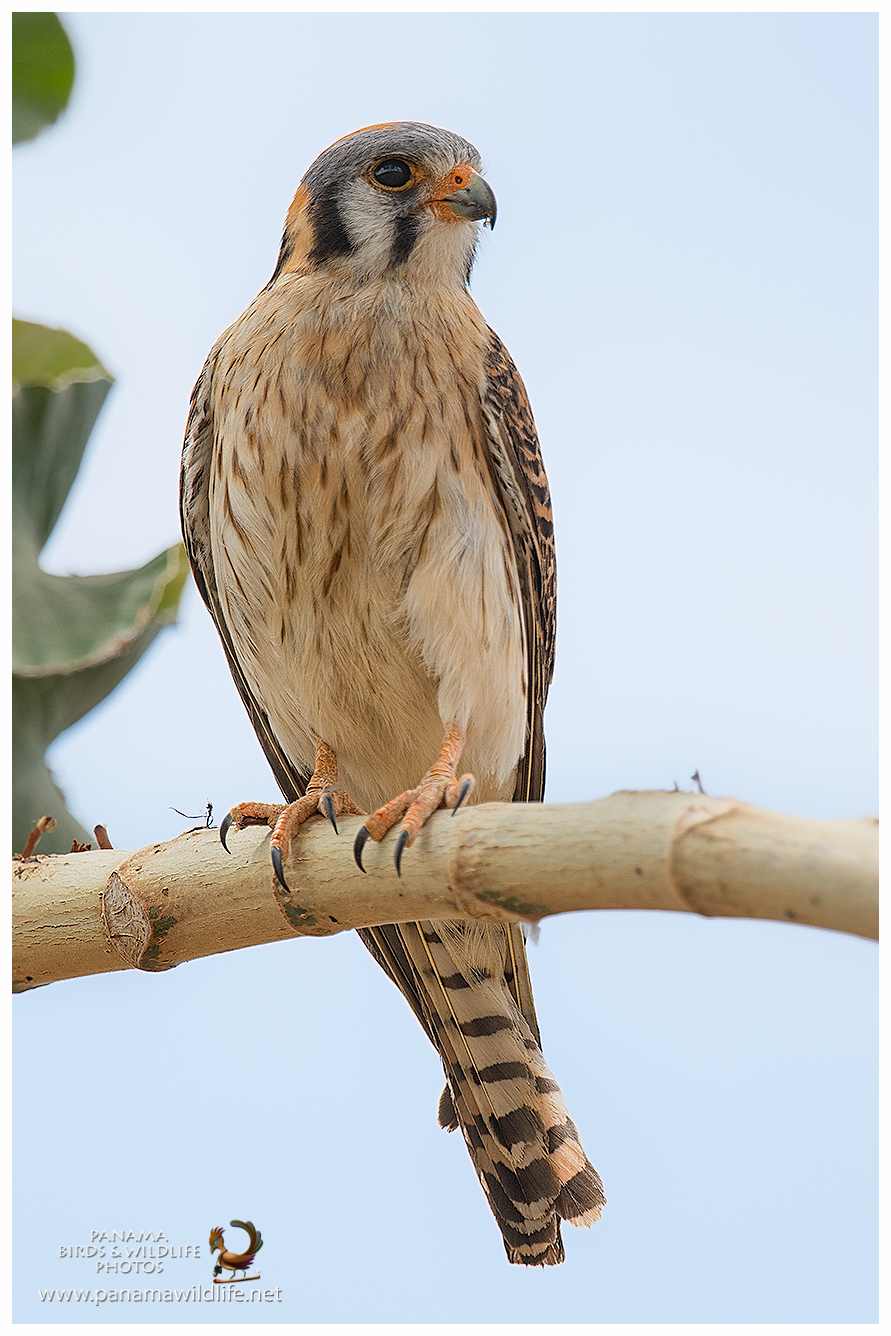 Featured species: American Kestrel (Falco sparverius)