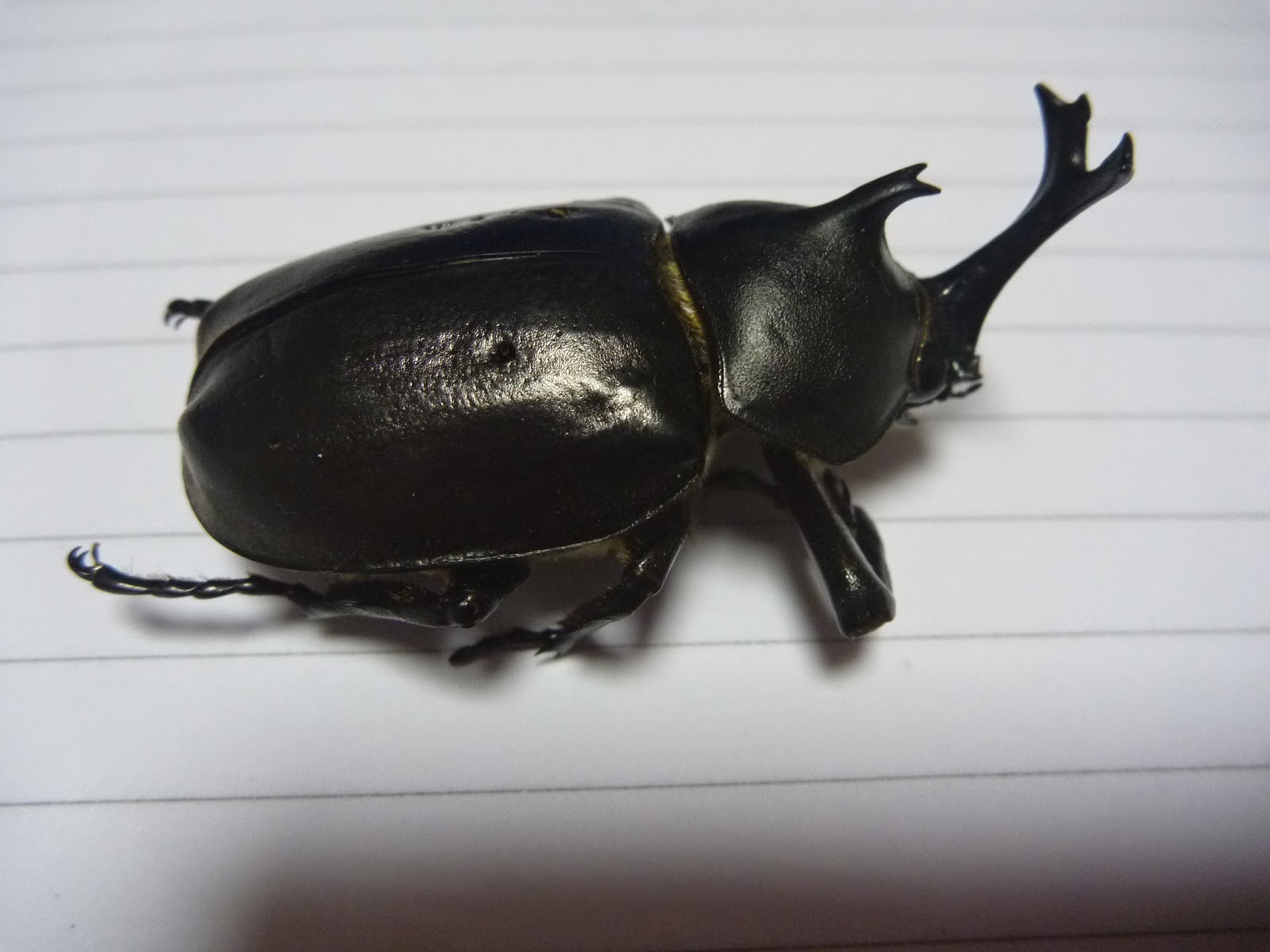 雪莉安繪本Plus - 生活點滴: The Grumpy Bug