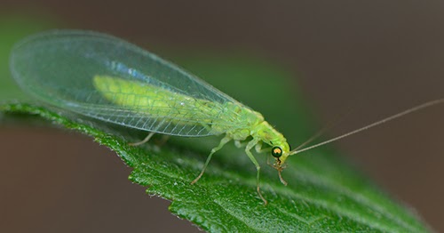 Hortus naturalis : Las crisopas
