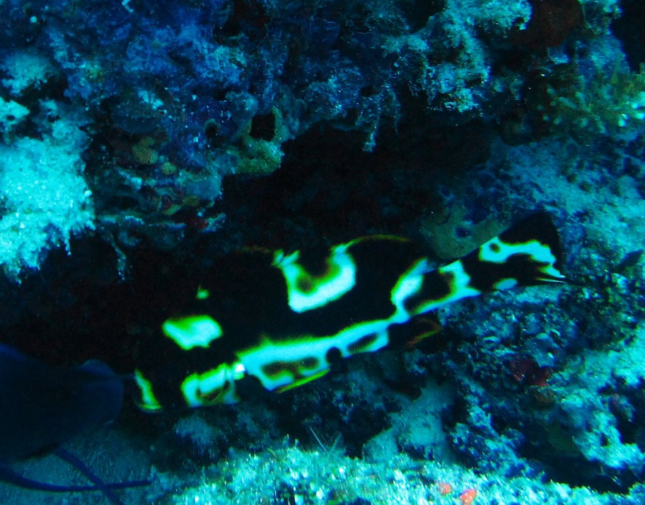 Cybercaptain: Diving Banana reef