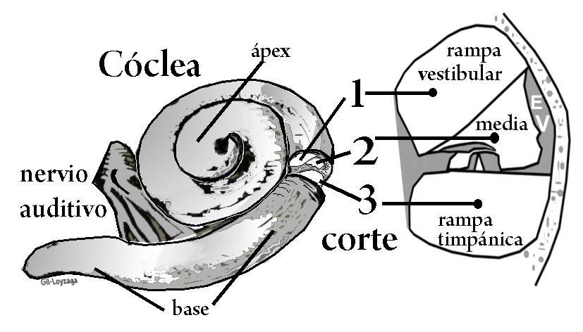 FONOPTY507: ¿Que es un implante coclear?