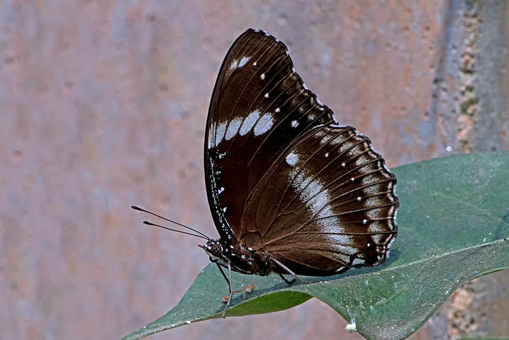 Hypolimnas bolina DATASHEET | BugsAlive