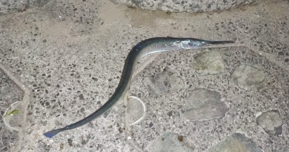 American saltwater lures can catch Japanese fish?: (No. 48) Big ...