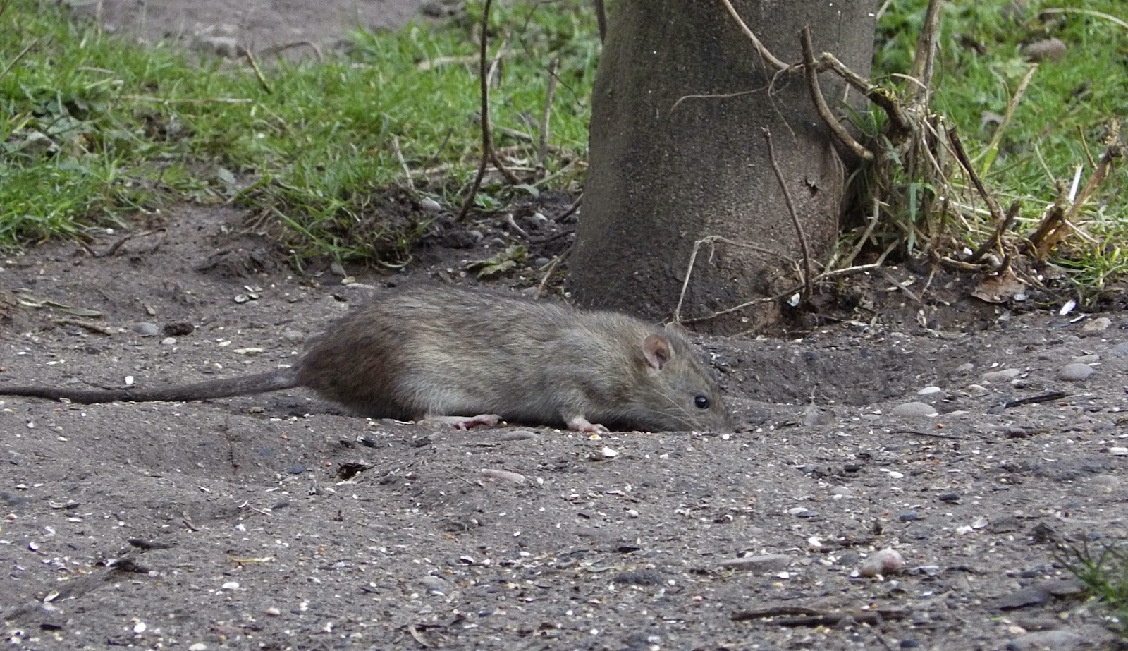 Georgia's Wildlife Watch.: Rats at The Wolseley Centre.