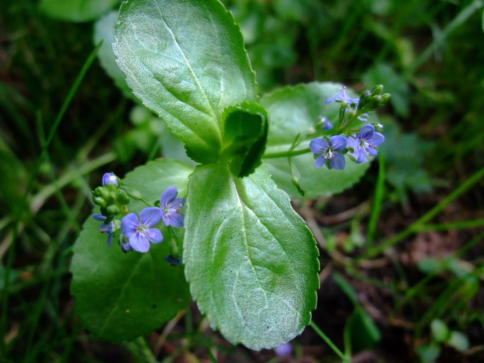 HERBAL PICNIC: BROOKLIME