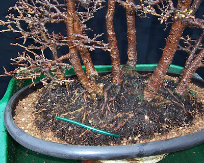 MiKo Bonsai: Larch Group re-pot