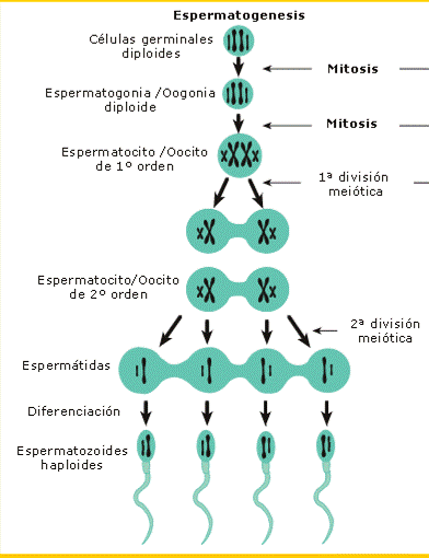 Espermatogenesis.