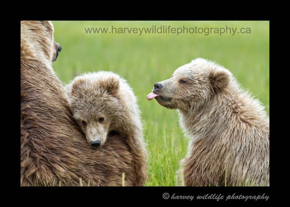 HW Photo & Safaris: Anthropomorphism Makes For Great Wildlife Photography