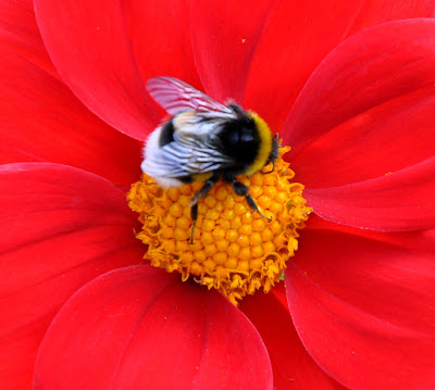 Qu'en pensez vous ?: Bourdon sur fleur rouge - photo gratuite et libre ...