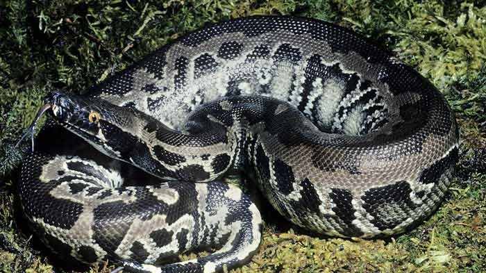 GEOGRAFI LINGKUNGAN: JENIS-JENIS ULAR SANCA DI INDONESIA