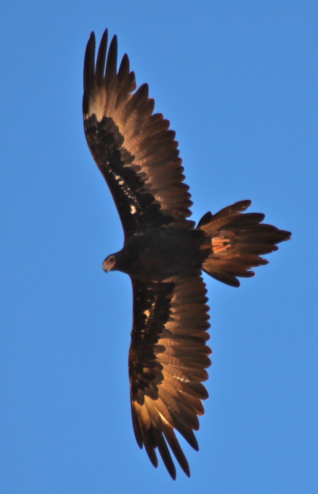 Richard Waring's Birds of Australia: Uluru/Kata Tjuta over Easter