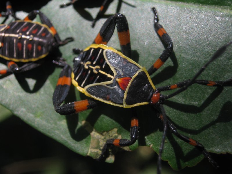 Jehuite: Misterio del Tepozteco
