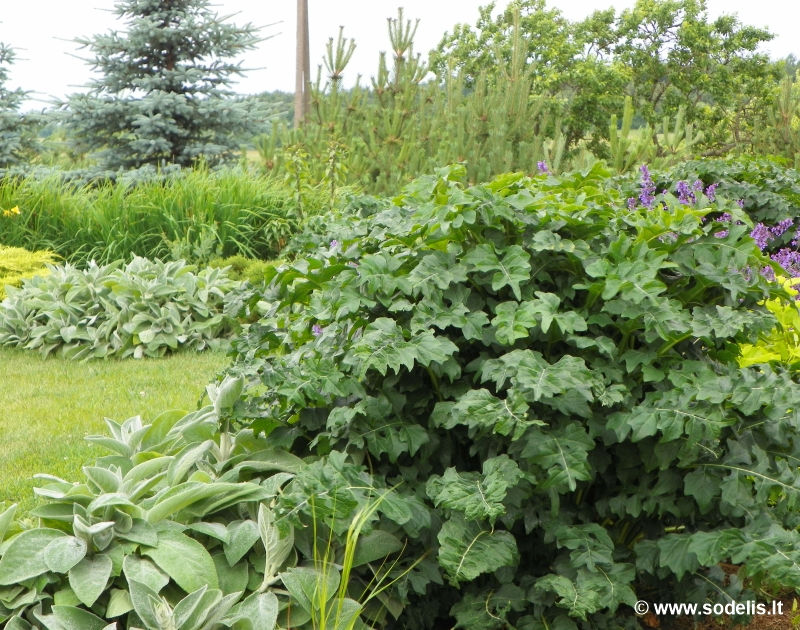 sodelis.lt: Laiko ženklai: geltonai - mėlynas gėlynas