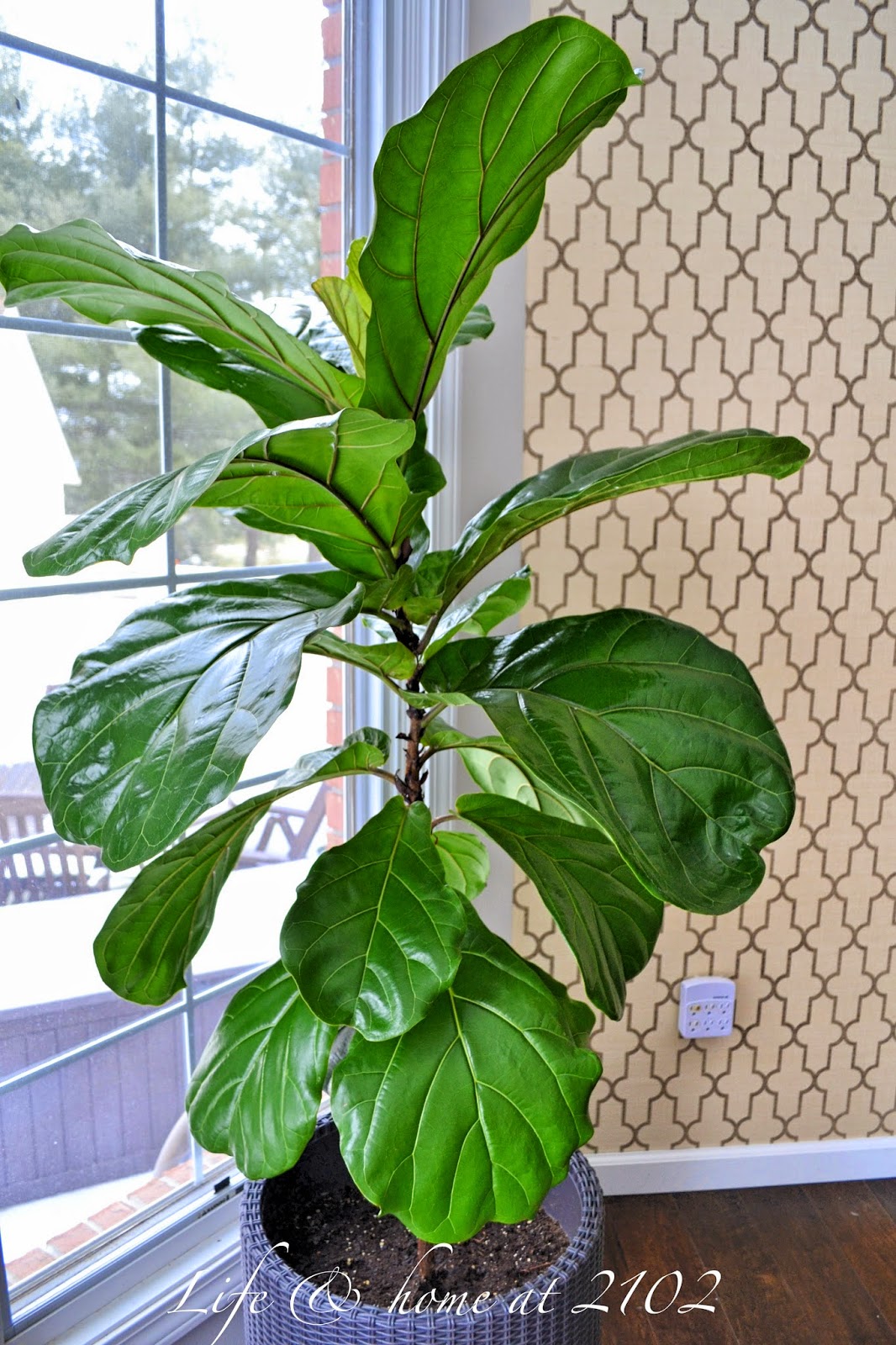 Life & Home at 2102: Fiddle Leaf Update & tips