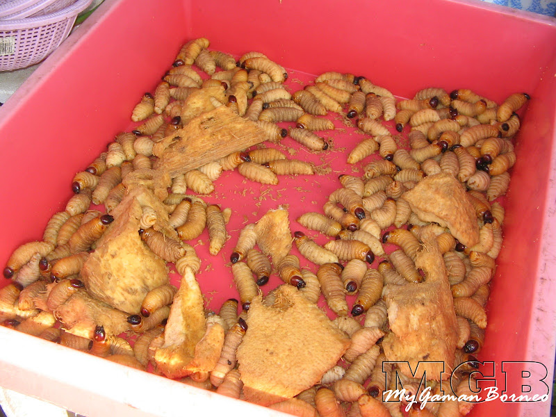 MyGamanBorneo: Rasa Ulat Rumbia, Mulong, Tinduh, Butod