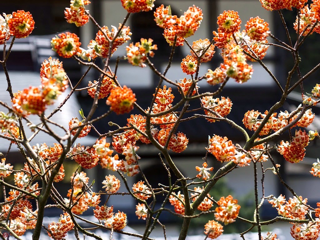 FROM THE GARDEN OF ZEN: Mitsumata (Edgeworthia chrysantha) flowers ...