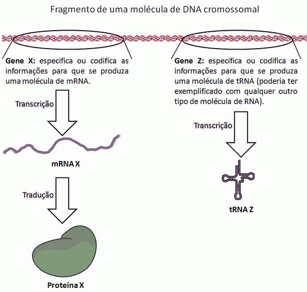 Resumos de Biologia: O código genético e a tradução