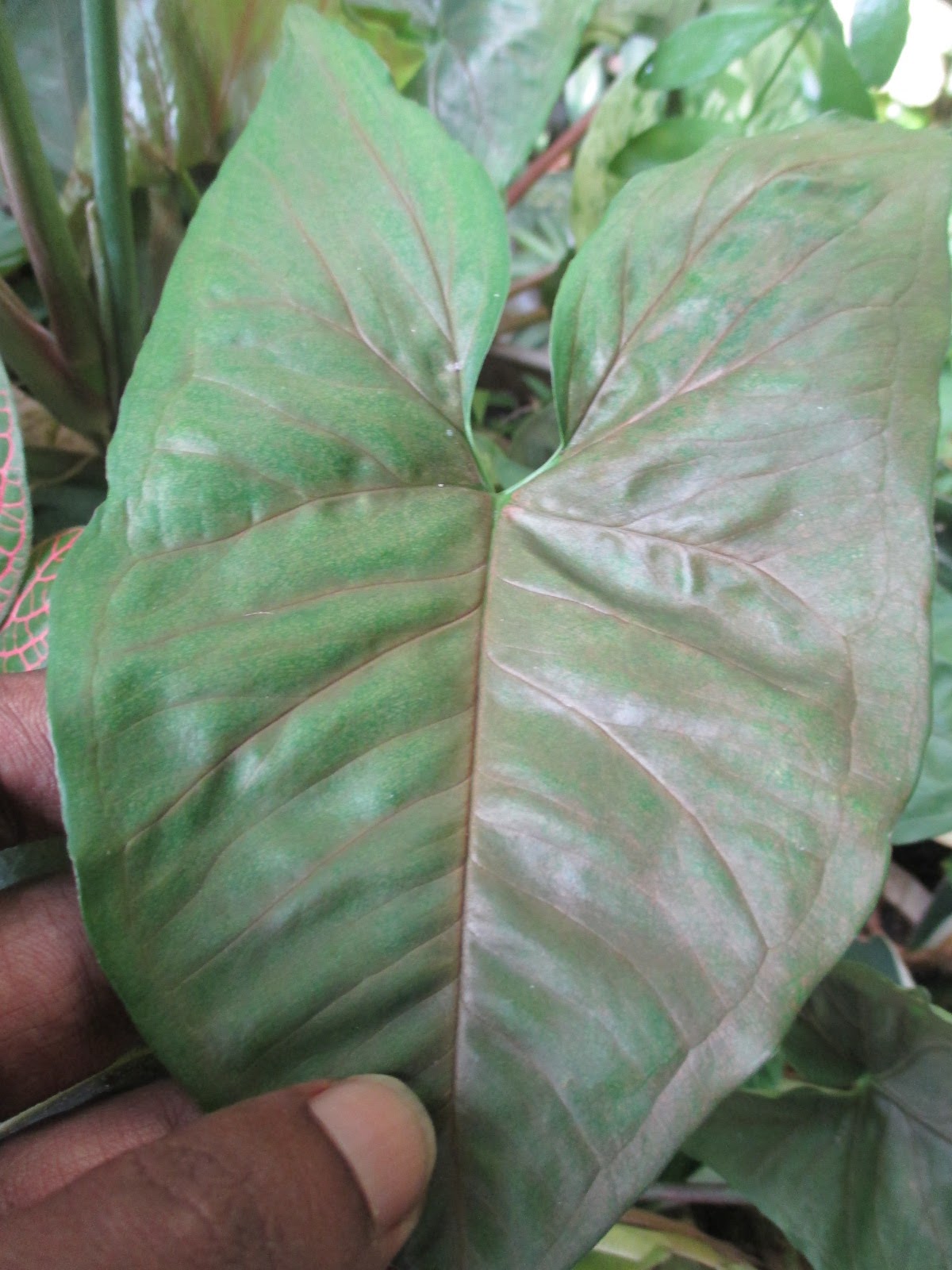 Garden Chronicles of James David: GooseFoot Plant