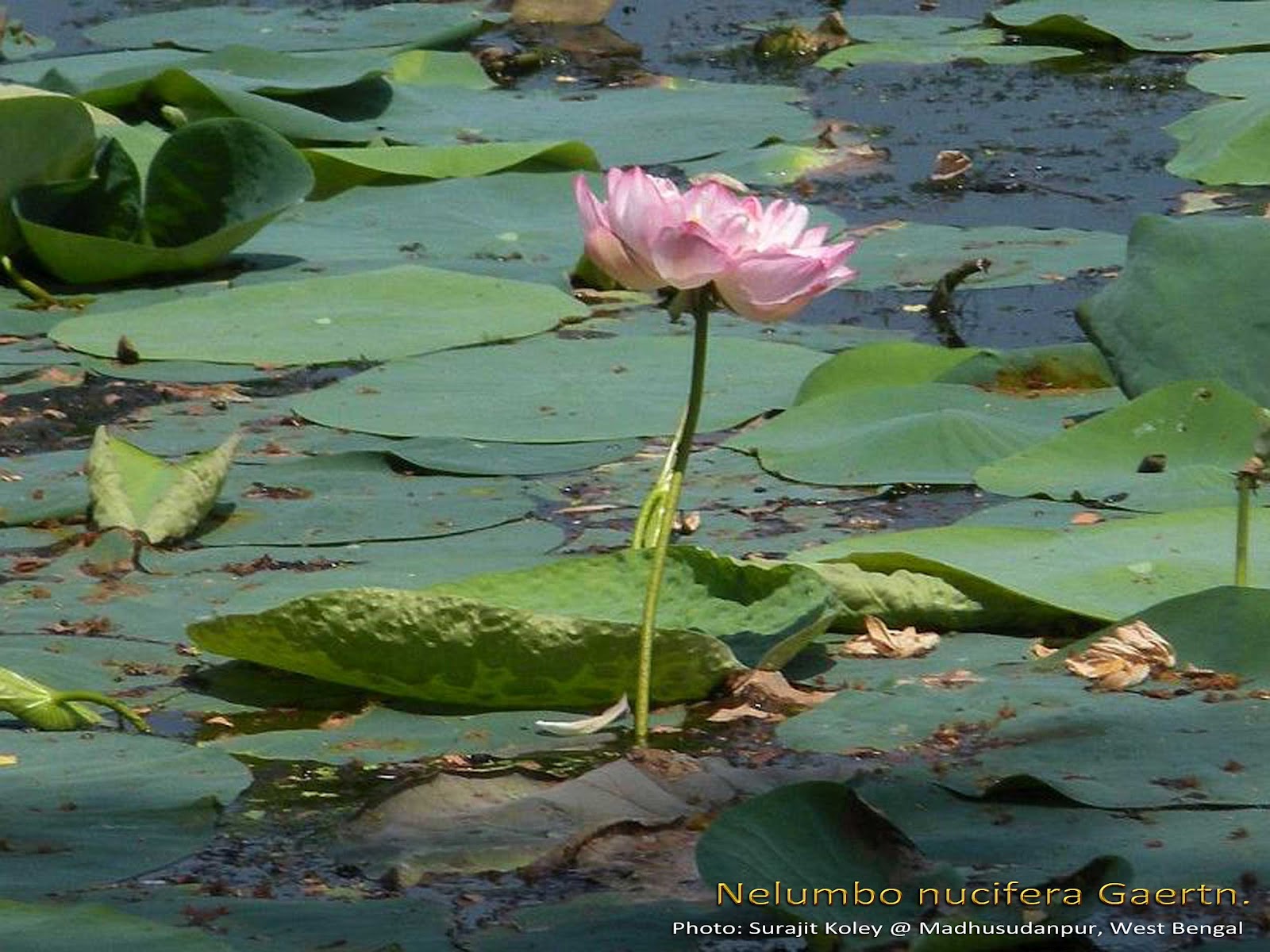 Medicinal Plants: Nelumbo nucifera Tamara Kamal Padmam