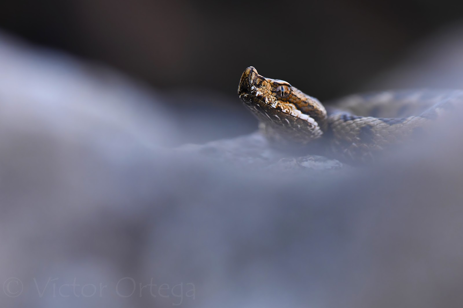 A través del Telescopio: Víbora hocicuda (Vipera latastei)