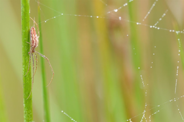 Gonnie van de Schans : Spinnenplaag?