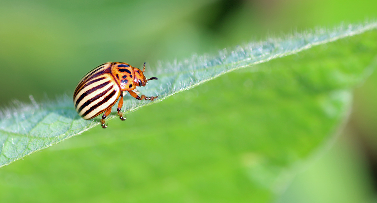 MObugs: Colorado Potato Beetle